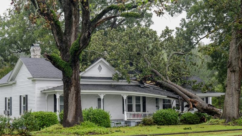 HICH LTD | Homeowner: How Trees Can Damage Your Property - HICH LTD